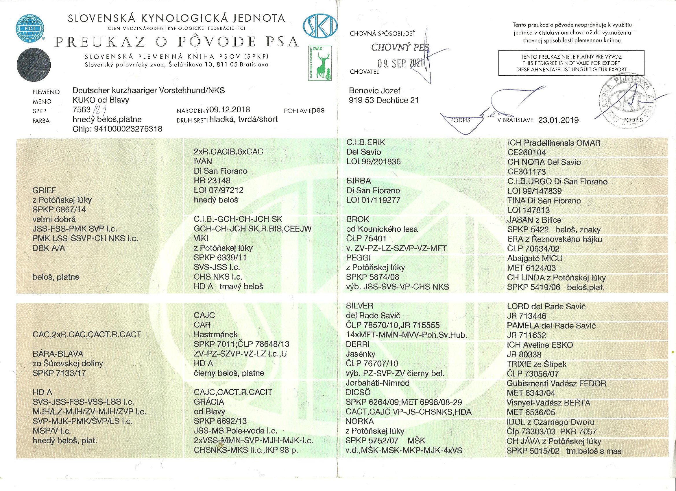 Kuko od Blavy - Klub chovateľov nemeckého krátkosrstého stavača